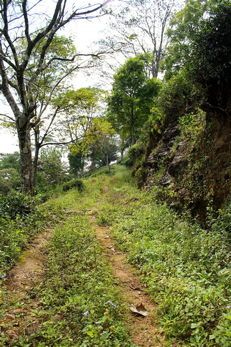 무료 이미지 나무 숲 잔디 꼬리 잎 꽃 시골 길 흐름 녹색 밀림 가을 흙 식물학 정원 플로라 수로 초목 관목 열대 우림 농원 삼림지