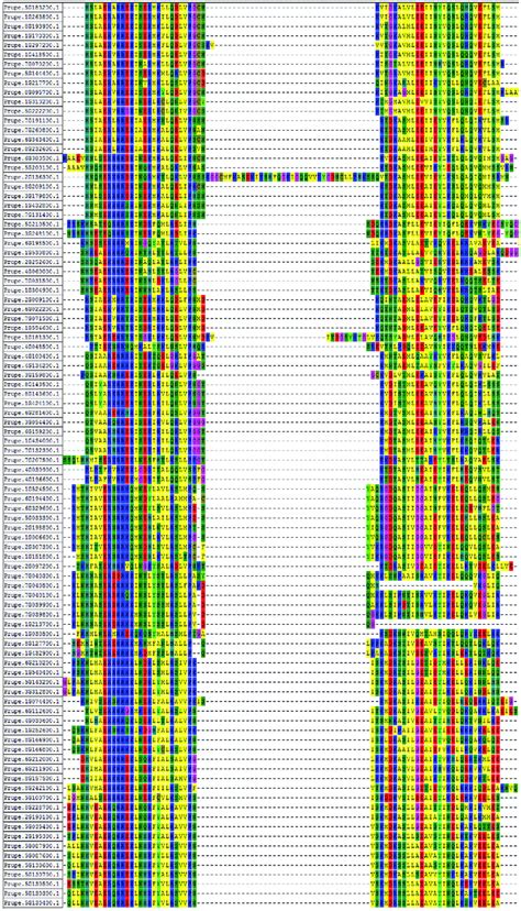 Multiple Sequence Alignment Of The Peach Bhlh Proteins Amino Acids