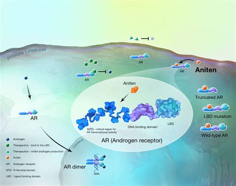 Essa Pharma Androgen Receptor Pathway Prostate Cancer Treatment