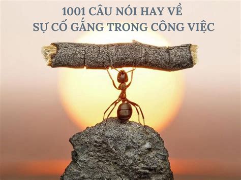 1001 câu nói hay về sự cố gắng trong công việc 4771 ViệcLàmVui