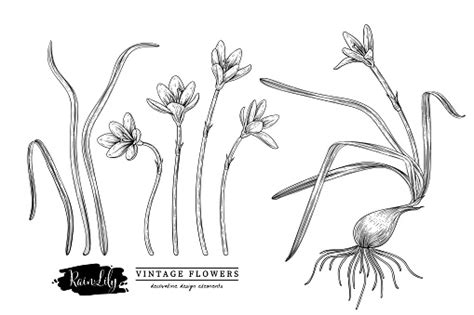 스케치 플로럴 장식 세트 비 백합 꽃 도면 흰색 배경에 고립 된 라인 아트와 흑백 손으로 그린 식물 삽화 요소 벡터입니다 0명에 대한 스톡 벡터 아트 및 기타 이미지