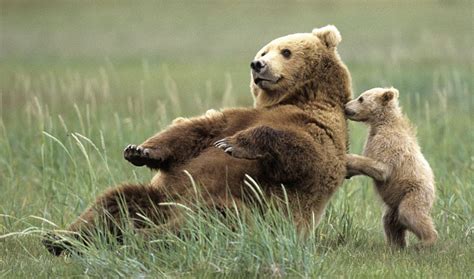 56 Un Bear Ably Cute Momma Bears Teaching Their Teddy Bears How To Bear