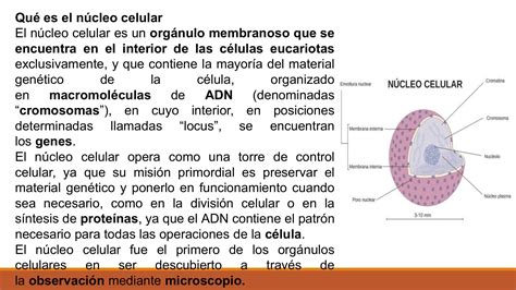 Estructura Y Función Del Núcleo Célula Eucariota