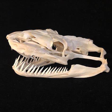 Xxl Reticulated Python Skull Taxidermy And Skulls