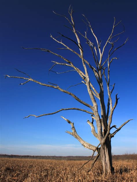 25 Best Images About Dead Trees On Pinterest Driftwood Beach The