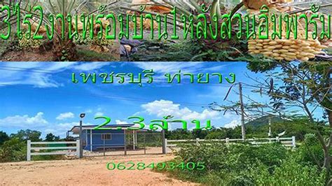 บ้านพร้อมที่3 2ไร่สวนอินทผาลัม ที่ดินร้อยแปด คอม