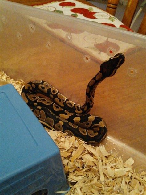 Normal Het Ghost Ball Python Ball Python