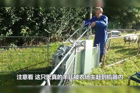 羊儿被赶上传送带以为即将面临酷刑谁知闹了个笑话