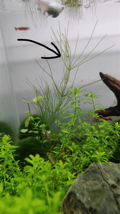 Is This Hornwort It Started Growing Randomly In My Tank A Few Weeks