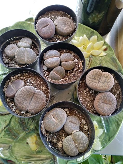 Lithops Living Stones 2 5 Container Succulents For Sale Bulk