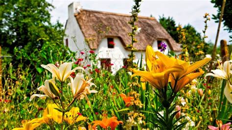 How To Grow Lilies Enjoy Sensational Summer Scent With These Stunning