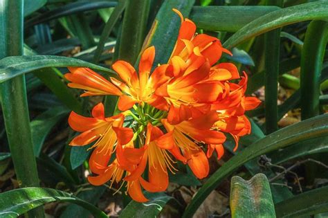 11 Incredible Plants That Need Fire To Flourish Complete Gardening
