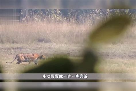 老虎伏击巨型野猪，一场生死大战就此展开？镜头拍下惨烈过程野猪大战生死