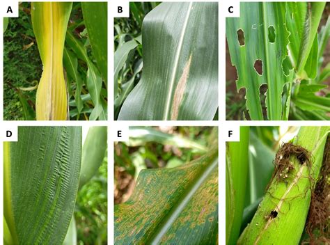 A Novel Computer Vision Based Deep Learning Model For Plant Disease And Pest Detection By