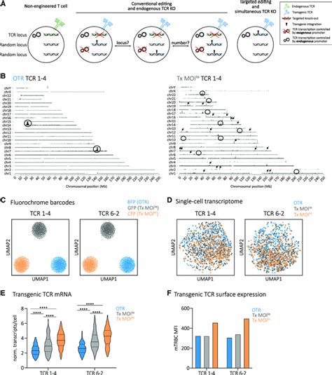 Targeted Tcr Editing Results In Homogeneous Tcr Transcription A Download Scientific Diagram