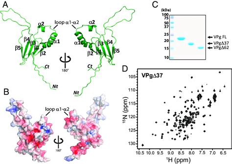 Structure Of The Pvy Vpg Protein A Cartoon Representation Of The