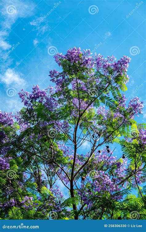 Purple Jacaranda Tree Blooming In Sping Sunny Day Stock Photo Image
