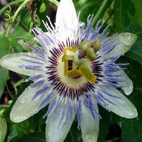 Passion Flower Seeds Etsy