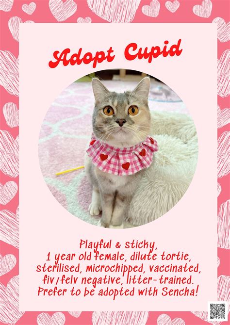 Adopt Cupid Cat Welfare Society