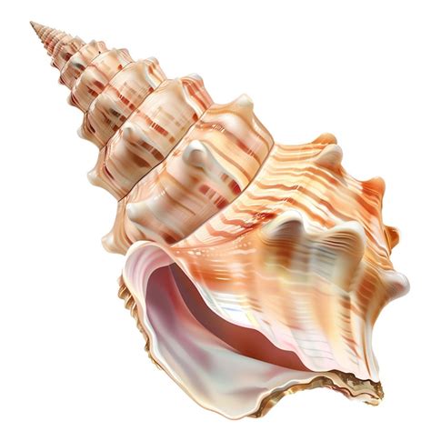 Conch Shell Shankha Indian Illustration Realistic Premium Ai