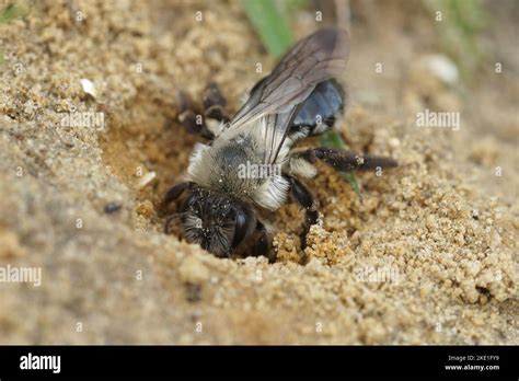 A Closeup Of A Gray Backed Mining Bee Andrena Vega Digging Into Her Underground Nest Stock