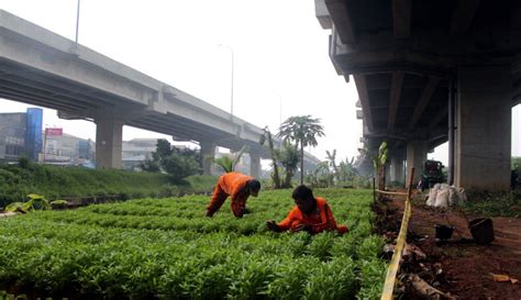 Tanam Sayur Di Lahan Kosong