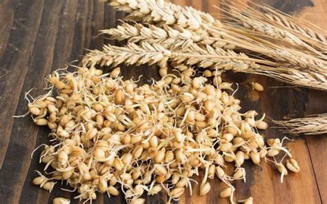 شرکت پخش پودر جوانه گندم صنعتی رویان