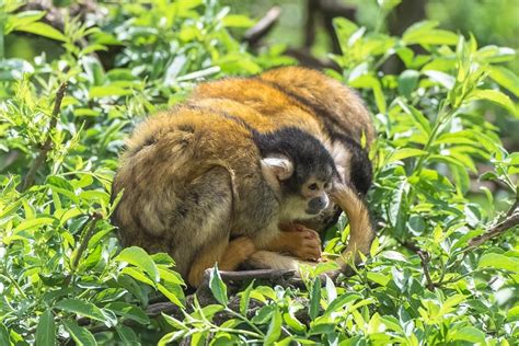 Squirrel Monkeys New England Primate Conservancy