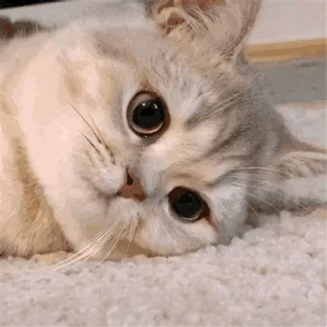 猫咪动图 随意云