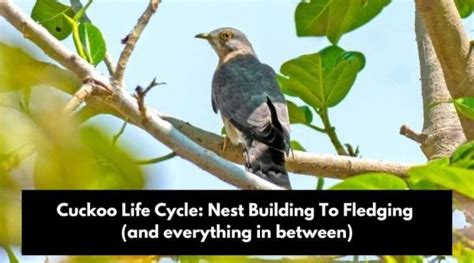 Cuckoo Life Cycle Nest Building To Fledging And Everything In Between