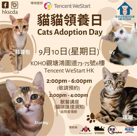 香港拯救貓狗協會周日貓狗領養日 另設貓貓獸醫講座 香港動物報 Hong Kong Animal Post