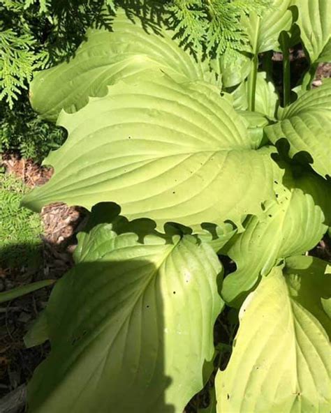12 Hosta Problems With Pictures World Of Garden Plants