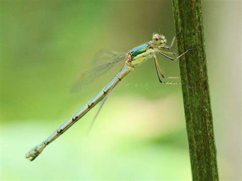 アオイトトンボ Lestes sponsa ざっそう屋