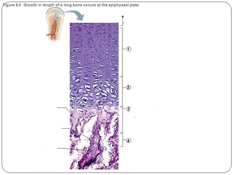 Endochondral Ossification Zones Diagram Quizlet