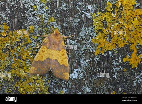 Barred Sallow Hi Res Stock Photography And Images Alamy