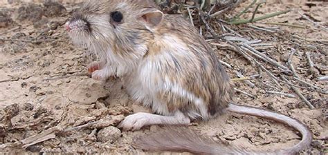 Kangaroo Rat Spiritual Meaning Symbolism And Totem 2022