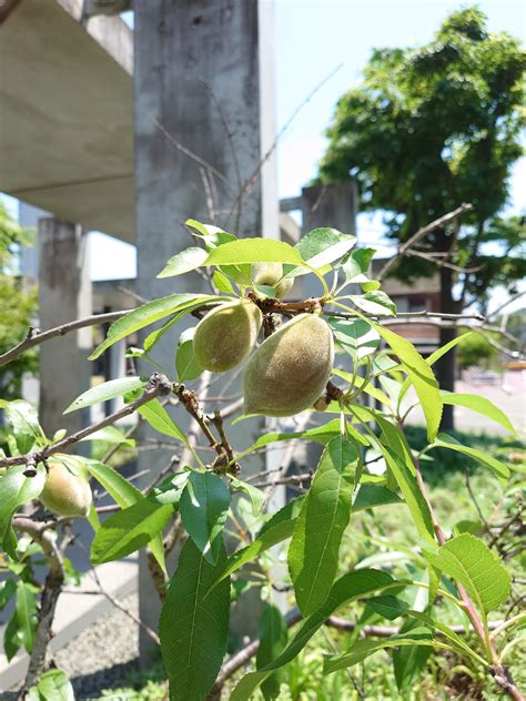 西南学院大学博物館 On Twitter 【聖書植物園ツアー ～大学院棟横～】 ╹ᗜ╹ ＜ 産毛の生えた大きな木の実がなってるよ