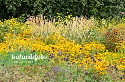 African Feather Grass Pennisetum Macrourum White Lancer And Orange