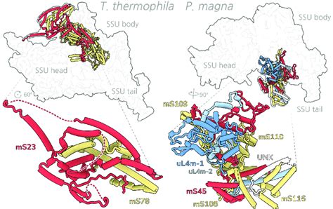 Composition Of Mitoribosomal Protuberances Accretive Layering Of Download Scientific Diagram