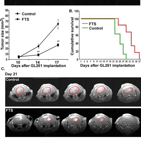 Fts Inhibits The Growth Of Subcutaneous Gl261 Tumors And Decreases Download Scientific Diagram