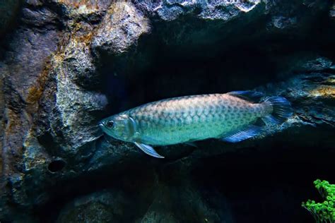 River And Ocean Spectacle Angkor Wildlife And Aquarium