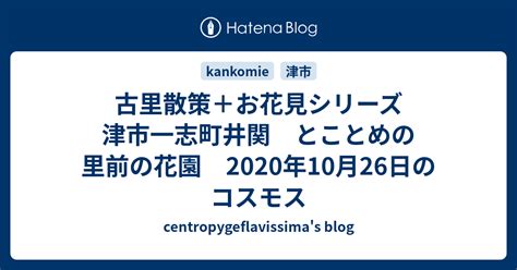 古里散策お花見シリーズ 津市一志町井関 とことめの里前の花園 2020年10月26日のコスモス centropygeflavissima