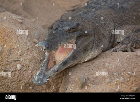 West African Slender Snouted Crocodile Mecistops Cataphractus Stock