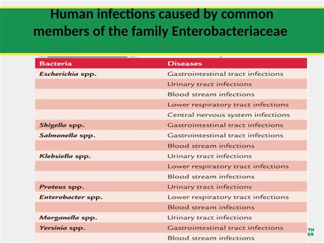 Enterobacteriaceae Pptx Uhas Slides On Enterobacteriae Pptx Infectious Diseases Diseases
