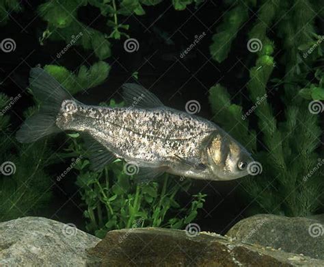 Silver Carp Hypophthalmichthys Molitrix Adult Stock Image Image Of