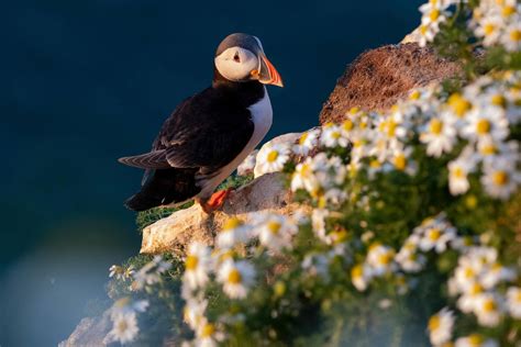 Bempton Cliffs Nature Reserve East Riding Of Yorkshire