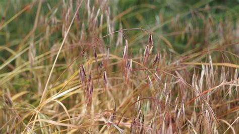 How To Get Rid Of Cheatgrass In Your Lawn Global Ideas
