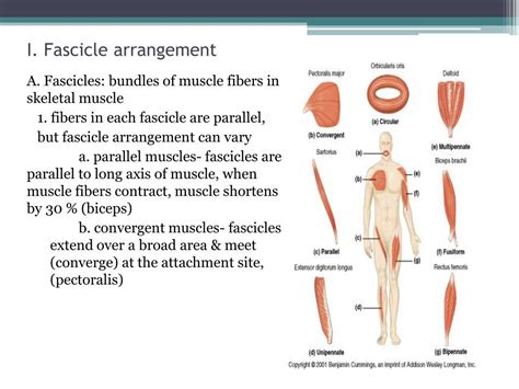 Ppt Chapter 11 Muscles Powerpoint Presentation Free Download Id 2074465