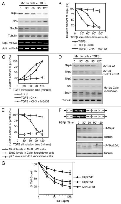 Nuclear translocation of Skp facilitates its destruction in response to TGFβ signaling