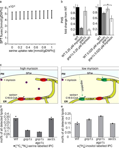 Imported Serine Is The Main Source For SP Biosynthesis A Predicted